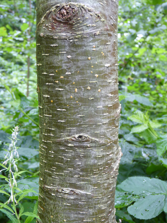 Photographie D Aulne Glutineux Alnus Glutinosa Bétulacées Prise Par